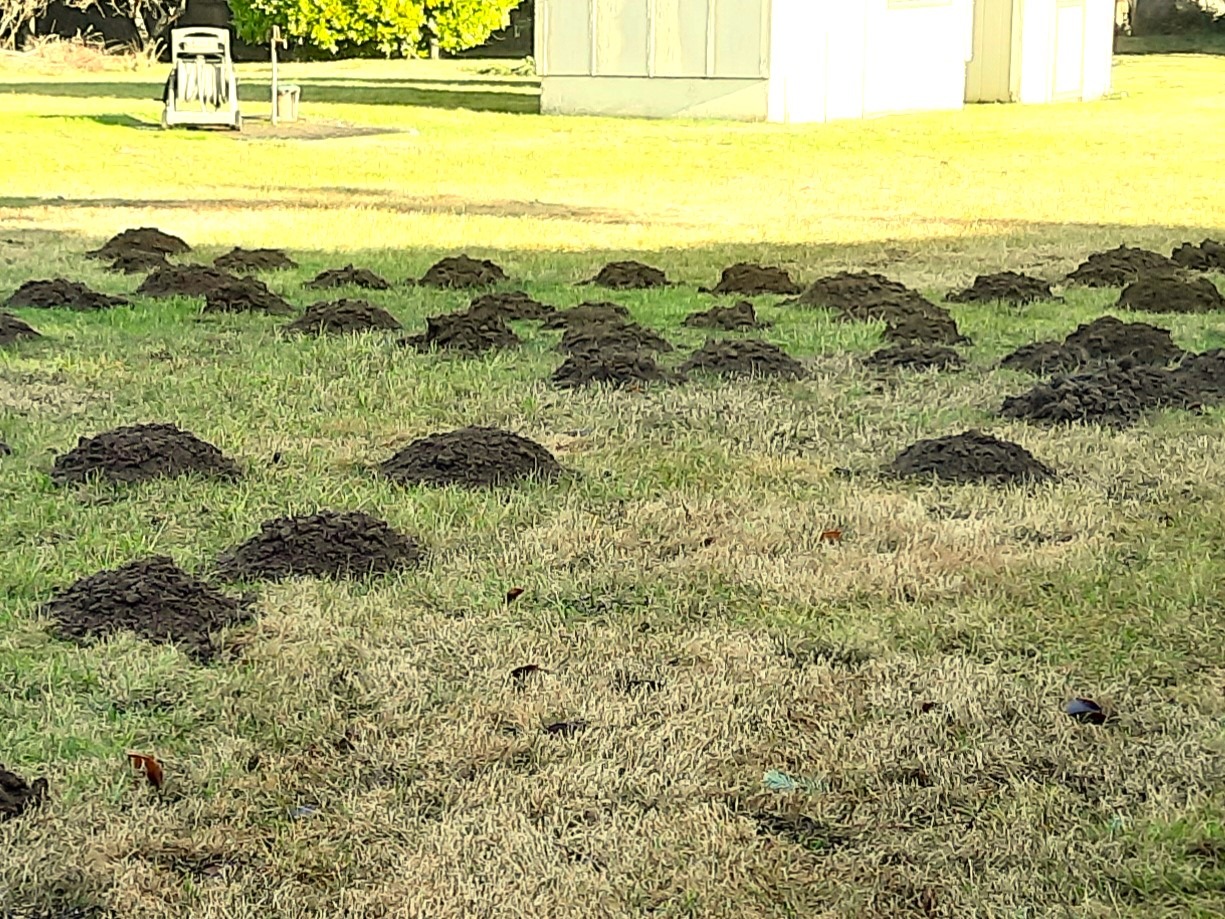Sequim Mole Patrol | Based in Sequim