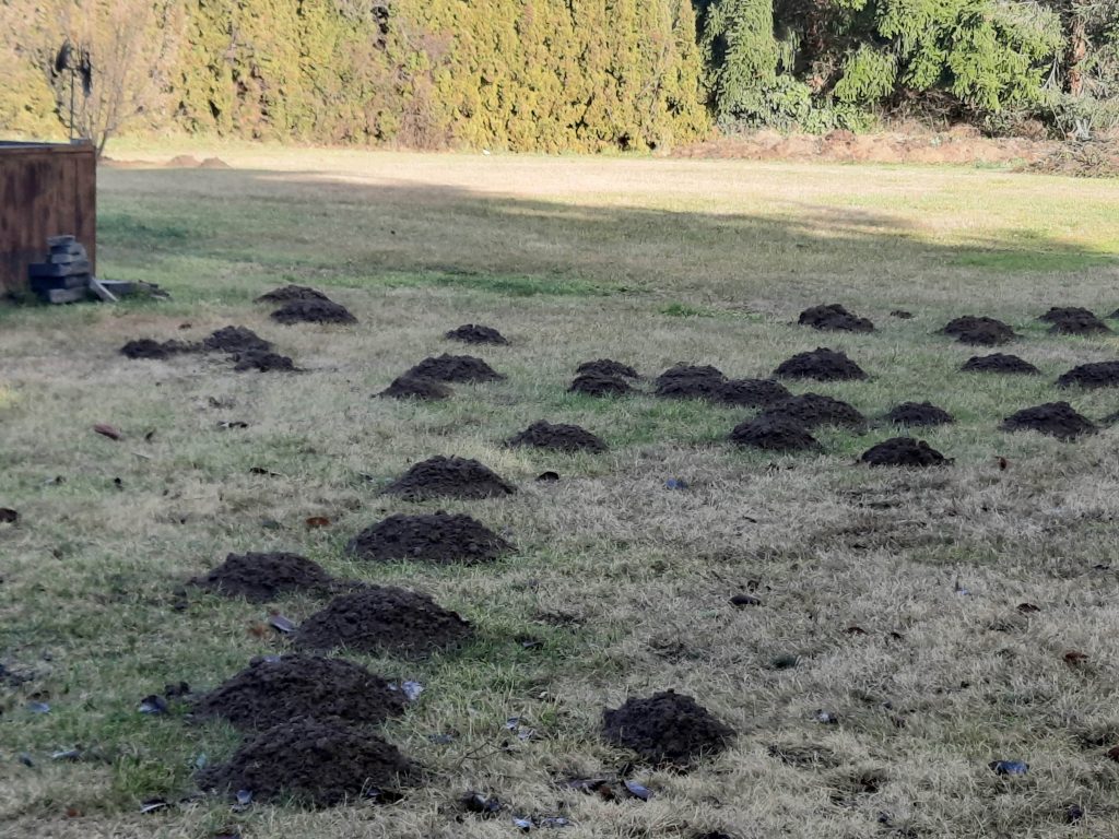 Home - Sequim Mole Patrol